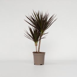 Plant in a Box - Drachenbaum - Dracaena marginata 'Magenta' - Höhe 70-80cm - Topf 17cm