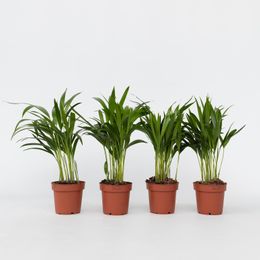 Plant in a Box - Goldfruchtpalme - 4 Stk - Dypsis lutescens - Höhe 30-45cm - Topf 12cm