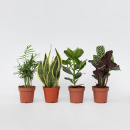 Plant in a Box - Einfache Zimmerpflanzen - 4 Stk - Höhe 25-40cm - Topf 12cm