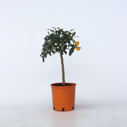 Plant in a Box - Zitrusbaum - Citrus microcarpa fortunella 'Kumquat' - Höhe 50-60cm - Topf 19cm