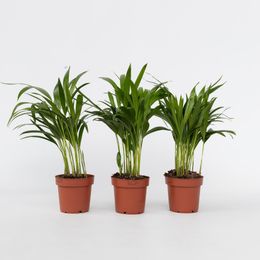 Plant in a Box - Goldfruchtpalme - 3 Stk - Dypsis lutescens - Höhe 30-45cm - Topf 12cm