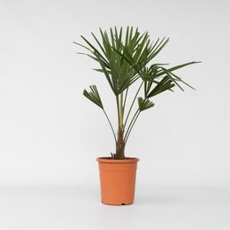 Plant in a Box - Chinesische Hanfpalme - 2 Stk - Trachycarpus Fortunei - Höhe 65-75cm - Topf 21cm