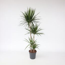 Plant in a Box - Drachenbaum - Dracaena marginata - Höhe 150-160cm - Topf 27cm