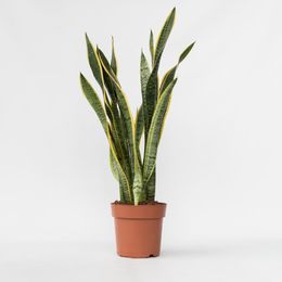 Plant in a Box - Bogenhanf - Sansevieria trifasciata Laurentii - Höhe 65-75cm - Topf 21cm