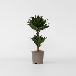 Plant in a Box - Drachenbaum - Dracaena surculosa - Höhe 50-65cm - Topf 17cm