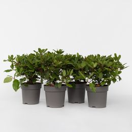 Plant in a Box - Lorbeer-Schneeball - 4 Stk - Viburnum tinus - Höhe 25-40cm - Topf 17cm