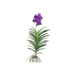 Plant in a Box - Vanda-Orchidee - Vanda 'Velvet Blackberry' - Höhe 80-90cm