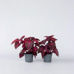 Plant in a Box - Blutblatt - 2 Stk - Iresine herbstii - Höhe 20-30cm - Topf 13cm