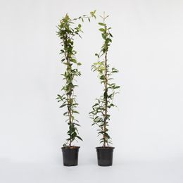 Plant in a Box - Sternjasmin - 2 Stk - Trachelospermum jasminoides - Höhe 110-120cm - Topf 17cm