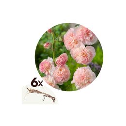 Plant in a Box - Stockrose - 6 Stk - Alcea Rosea 'Peaches 'N Dreams' - Rhizome - Rosa