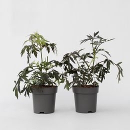 Plant in a Box - Holunder - 4 Stk - Sambucus nigra 'Black Lace' - Höhe 25-40cm - Topf 17cm