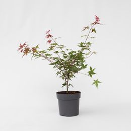 Plant in a Box - Japanischer Ahorn - Acer palmatum 'Beni Maiko' - Höhe 60-70cm - Topf 19cm