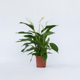 Plant in a Box - Friedenslilie - Einblatt - Spathiphyllum 'Lima' - Höhe 60-75cm - Topf 17cm