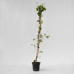 Plant in a Box - Geißblatt - Lonicera x Heckrotti 'American Beauty' - Höhe 110-120cm - Topf 17cm