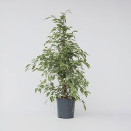 Plant in a Box - Geigenpflanze - Ficus Benjamina 'Twilight' - Höhe 100-110cm - Topf 21cm