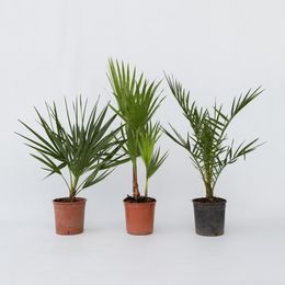 Plant in a Box - Gartenpalmen - 3 Stk - Phoenix,Chamaerops,Washingtonia - Höhe 50-70cm - Topf 15cm