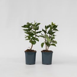 Plant in a Box - Flieder - 2er Set - Syringa vulgaris 'Ludwig Spath' - Höhe 25-40cm - Topf 17cm