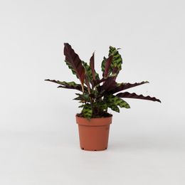 Plant in a Box - Korbmarante - Goeppertia insignis - Höhe 30-40cm - Topf 12cm