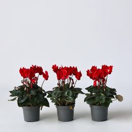 Plant in a Box - Zyklame - 3 Stk - Cyclamen persicum 'Winfall Scarlet' - Höhe 10-20cm - Topf 9cm