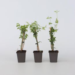 Plant in a Box - Jasmin - 3 Stk - Trachelospermum jasminoides - Höhe 25-40cm - Topf 9cm