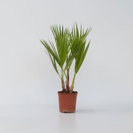 Plant in a Box - Mexikanische Fächerpalme - Washingtonia robusta - Höhe 50-60cm - Topf 15cm