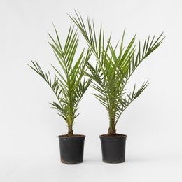 Plant in a Box - Kanarische Dattelpalme - 2 Stk - Phoenix canariensis - Höhe 50-60cm - Topf 15cm