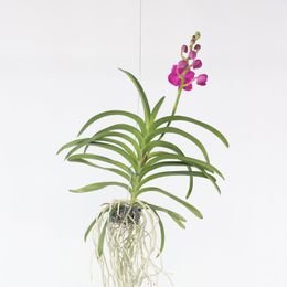 Plant in a Box - Vanda-Orchidee - Vanda 'Pink' - Höhe 55-65cm