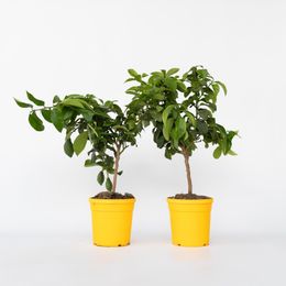 Plant in a Box - Zitronenbaum - 2 Stk - Citrus limon - Höhe 60-70cm - Topf 19cm