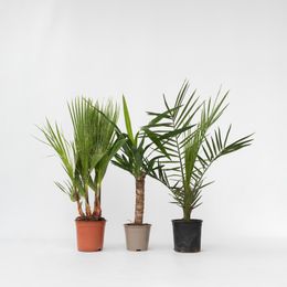 Plant in a Box - Zimmerpalmen-Mix - 6 Stk - Indoor Palmmix - Höhe 50-70cm - Topf 14cm