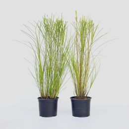 Plant in a Box - Chinaschilf Zebrinus - 2 Stk - Miscanthus 'Gracillimus' - Höhe 40-60cm - Topf 23cm