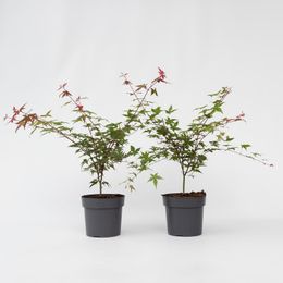 Plant in a Box - Japanischer Ahorn - 2 Stk - Acer palmatum 'Beni Maiko' - Höhe 60-70cm - Topf 19cm