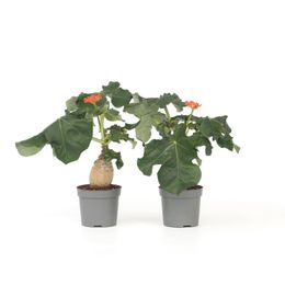 Plant in a Box - Flaschenpflanze - 2 Stk - Jatropha podagrica - Höhe 25-45cm - Topf 13cm