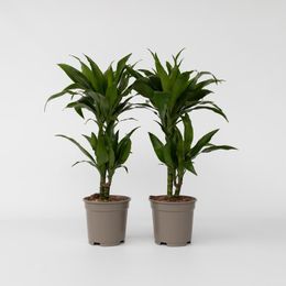 Plant in a Box - Drachenbaum - 2 Stk - Dracaena deremensis 'Janet Craig' - Höhe 60-70cm - Topf 17cm