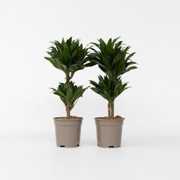 Plant in a Box - Drachenbaum - 2 Stk - Dracaena surculosa - Höhe 50-65cm - Topf 17cm