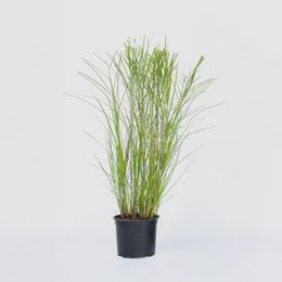 Plant in a Box - Chinaschilf Zebrinus - Miscanthus sinensis 'Gracillimus' - Höhe 40-60cm - Topf 23cm