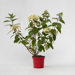 Plant in a Box - Hortensie - Hydrangea paniculata 'Wim's Red' - Höhe 25-40cm - Topf 19cm