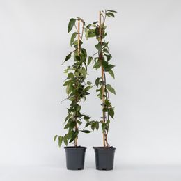 Plant in a Box - Geißblatt - 2 Stk - Lonicera henryi 'Copper Beauty' - Höhe 110-120cm - Topf 17cm