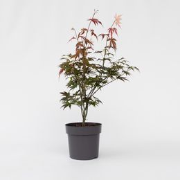 Plant in a Box - Japanischer Ahorn - Acer palmatum 'Atropurpureum' - Höhe 60-70cm - Topf 19cm