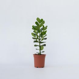 Plant in a Box - Balsamapfel - Clusia rosea 'Princess' - Höhe 50-60cm - Topf 17cm