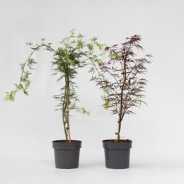 Plant in a Box - Japanischer Ahorn - 2 Stk - Acer 'Garnet', 'Emerald Lace' - Höhe 60-70cm - Topf 19cm