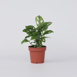 Plant in a Box - Fensterblatt - Monstera adansonii 'Monkey Mask' - Höhe 25-30cm - Topf 12cm