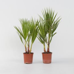 Plant in a Box - Mexikanische Fächerpalme - 2 Stk - Washingtonia robusta - Höhe 50-60cm - Topf 15cm