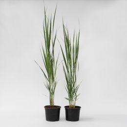 Plant in a Box - Fingergras - 2 Stk - Panicum virgatum 'Northwind' - Höhe 40-60cm - Topf 23cm