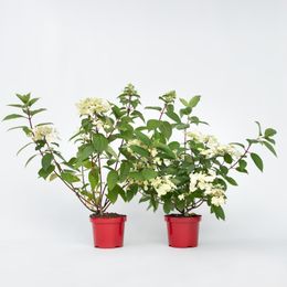 Plant in a Box - Hortensie - 2 Stk - Hydrangea paniculata 'Wim's Red' - Höhe 25-40cm - Topf 19cm