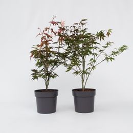 Plant in a Box - Japanischer Ahorn - 2 Stk - Acer palmatum 'Atropurpureum' - Höhe 60-70cm - Topf 19cm