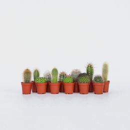 Plant in a Box - Mini Kakteen - 12 Stk - Cactus - Höhe 5-10cm - Topf 6cm