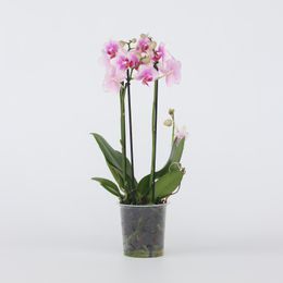 Plant in a Box - Schmetterlingsorchidee - Phalaenopsis Multiflora - Höhe 35-45cm - Topf 12cm