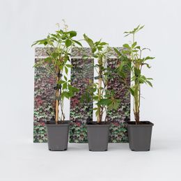 Plant in a Box - Wilder Wein - 3 Stk - Parthenocissus quinquefolia - Höhe 25-40cm - Topf 9cm