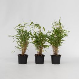 Plant in a Box - Bambus - 3 Stk - Fargesia rufa - Höhe 25-40cm - Topf 13cm