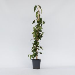 Plant in a Box - Geißblatt - Lonicera henryi 'Copper Beauty' - Höhe 110-120cm - Topf 17cm